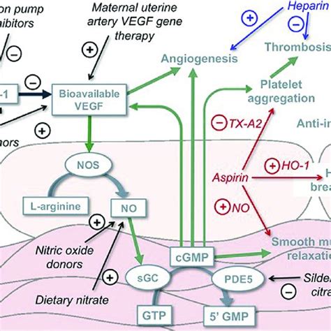 Different Doppler Flow Patterns In Maternal And Fetal Vessels Relevant Download Scientific