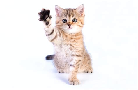 Маленький котенок с поднятой лапой на белом фоне - обои для рабочего ...