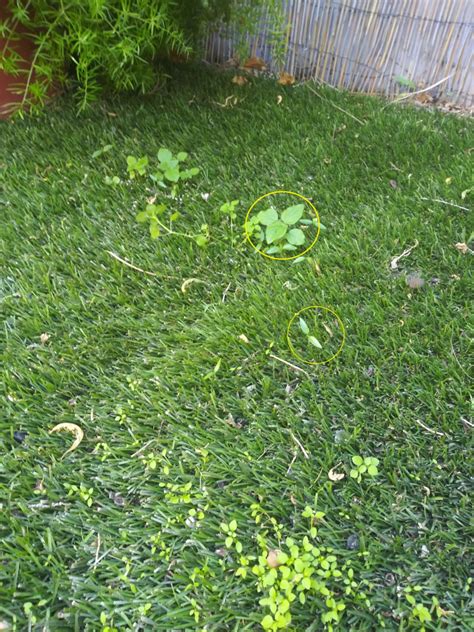 What Are These Weeds In The Lawn