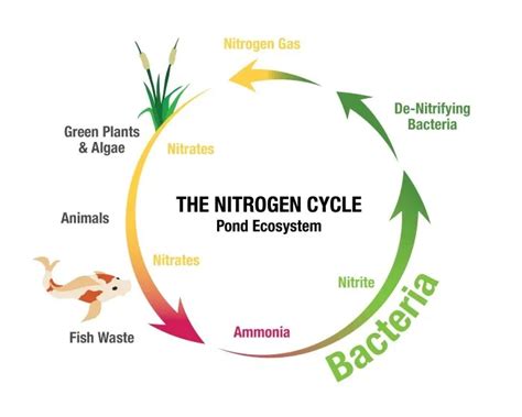 Nitrogen Cycle For Dummies
