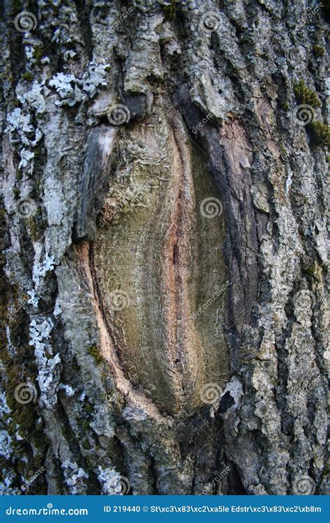 Bosque Er Tico Foto De Archivo Imagen De Fortuna Bosque