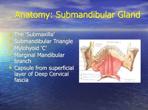 Ppt Anatomy And Physiology Of The Salivary Glands Powerpoint
