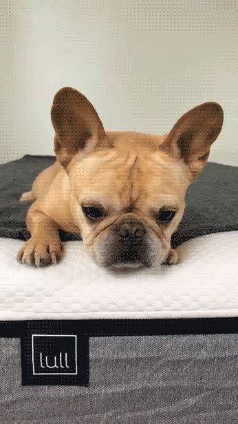 Tired Dog  By Lull Find And Share On Giphy