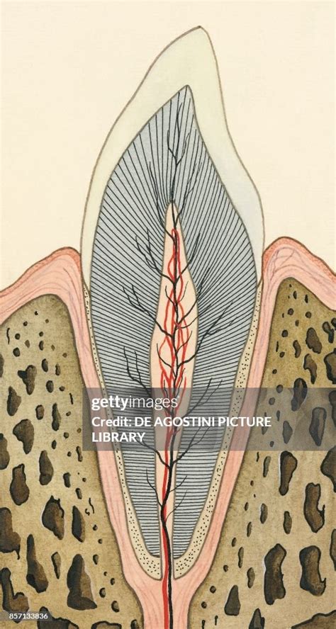 Structure Of A Canine Tooth Section Human Body Drawing News Photo