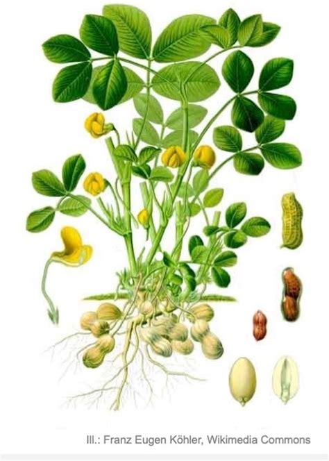 Growing Peanuts In A Cold Climate Laidback Gardener