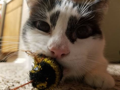 Atticus Monches The Bee