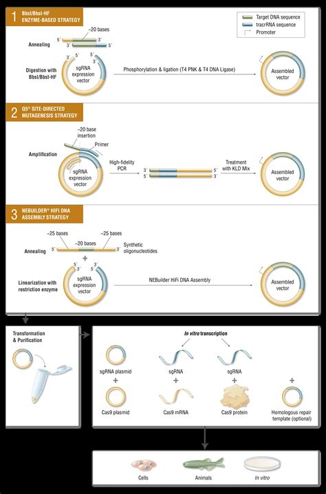 Cloning Sgrna Template For Cas9 Gene Editing Neb
