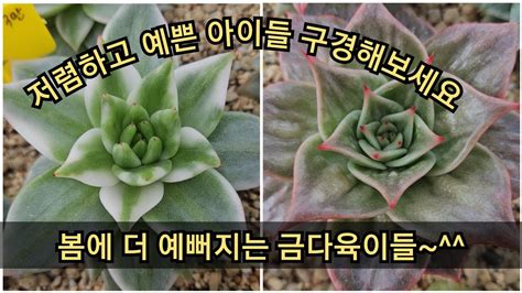 3월 16일 저렴한 금아이들 소개시켜드려요 엄청 예뻐요 다육식물 다육 다육이금 다육이키우기 다육이 금다육