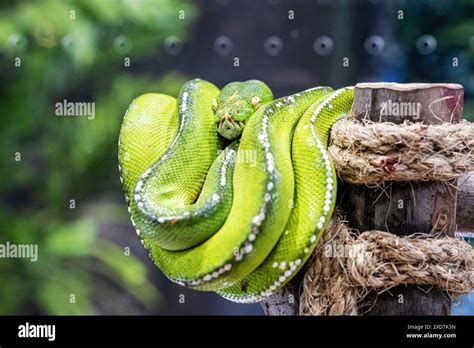Green Tree Python Native To New Guinea Indonesia And Australia Its Green Tree Python Native To New Guinea Indonesia And Australia Its