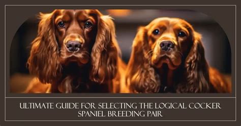 Selecting The Perfect Cocker Spaniel Breeding Pair