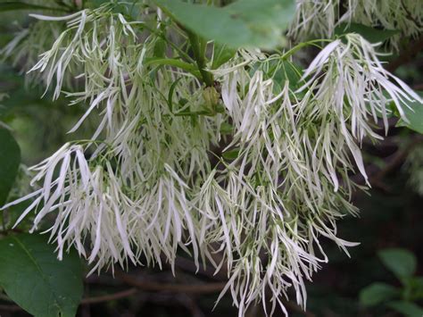 Whats That Tree Ramblin Through Dave S Garden