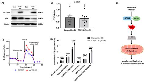 Ros Induced Mitochondrial Dysfunction In Cd4 T Cells From Art Controlled People Living With Hiv