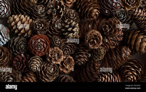 Cones From Different Coniferous Trees Decoration With Natural Materials Stock Photo Alamy