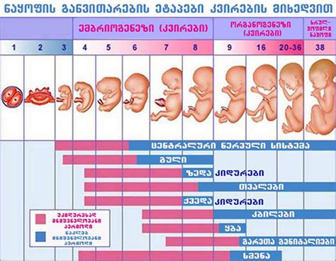 არ გაინტერესებთ როგორ ვითარდება ნაყოფი მუცელში მშობლები