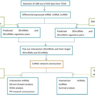 The Flow Of The Bioinformatics Analysis Download Scientific Diagram