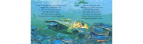 One Tiny Turtle Read And Wonder Davies Nicola Chapman Jane Amazon Com Books