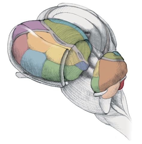 Thalamic Nuclei Anatomy Diagram Quizlet