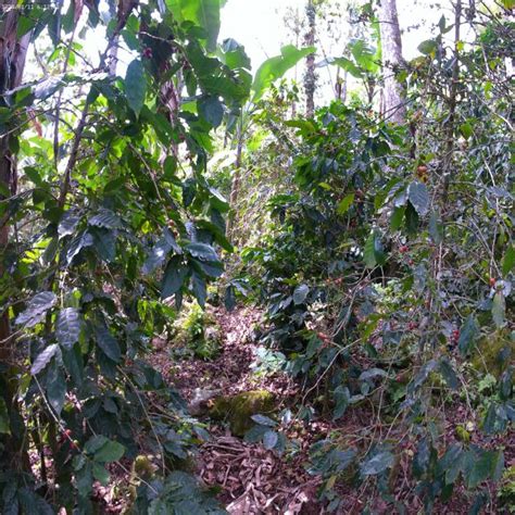 Hojas Con Roya Object Detection Dataset And Pre Trained Model By Unitec