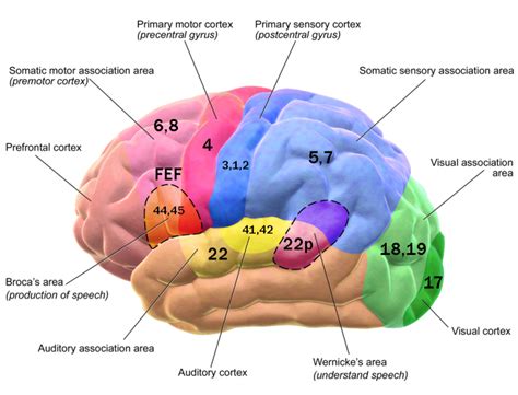 Motor Systems Somatic Motor Integrated Human Anatomy And Physiology