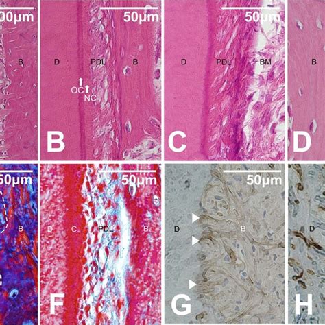 High Magnification Histology Photomicrographs Of Capfibronectin Coated