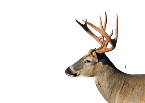 Sticker Clipart Whitetail Buck Png Vector Psd And Clipart With