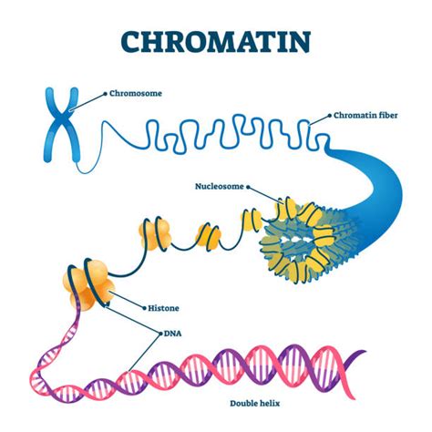 Chromatin Illustrations Royalty Free Vector Graphics And Clip Art Istock