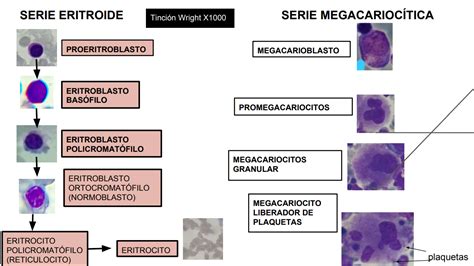 Histologia Serie Eritroide Y Megacariocitica
