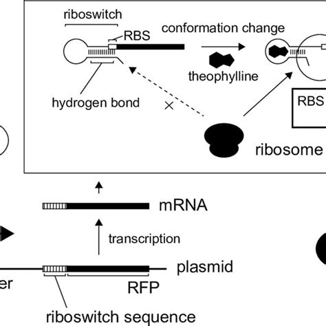 Schematic Diagram Of The Evaluation System Of Theophylline Inducible Download Scientific