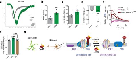 Astrocyte Conditioned Media Delays Gabaar Membrane Desensitization A