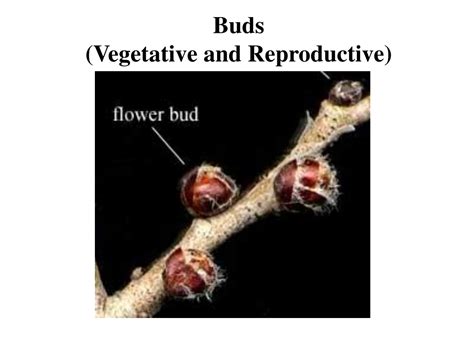 Ppt Plant Structures Node Internode And Bud Characteristics