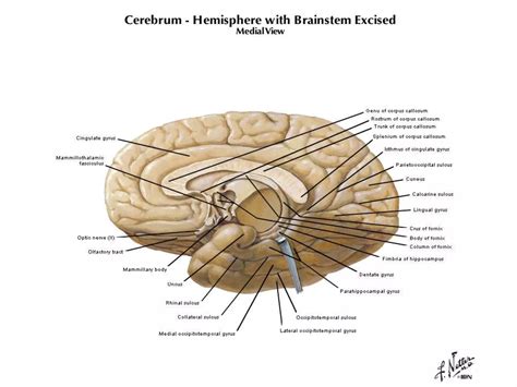 Anatomy Cerebrumpptx