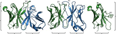 Structural Representation Of An Antibody Variable Domain Pdb Code Download Scientific Diagram