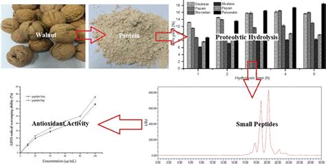 Preparation Of Antioxidant Peptides From Walnut Juglans Regia L Download Scientific Diagram