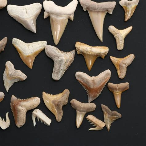 Fossillized Cow Shark Teeth With Tiger Shark Teeth And More Ebth
