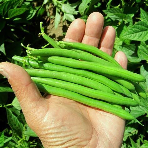 Snap Bean Seeds
