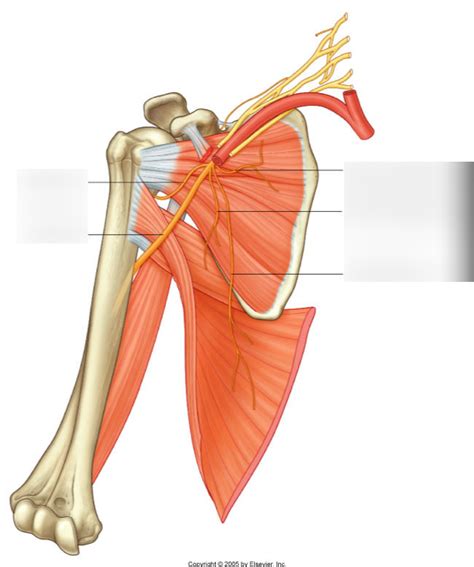 Branches Of Posterior Cord Of Brachial Plexus Diagram Quizlet