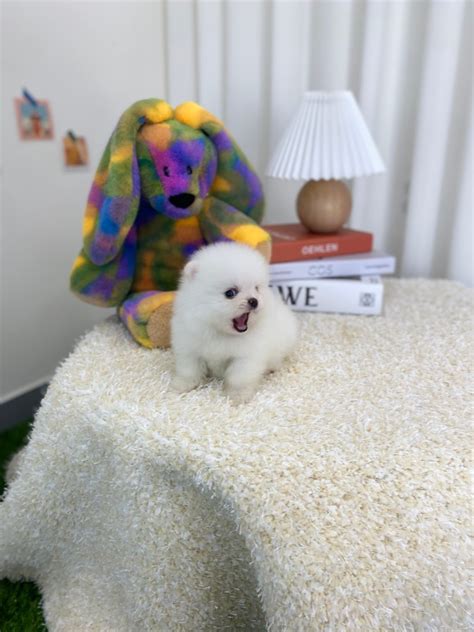 세이블포메라니안분양 건강한아가 비숑프리제 미니비숑 애견샵 네이버 블로그