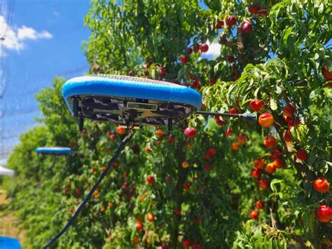 tevel fruit harvesting robots asia commercial robots guide