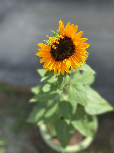 動物園【ライオン】ついでに My Angel