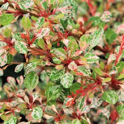 Сільвер Бьюті барбарис декоративний - купити, ціна опис сорту на Kust.ua