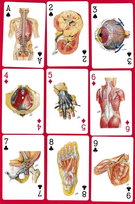 Netter Playing Cards — The World Of Playing Cards