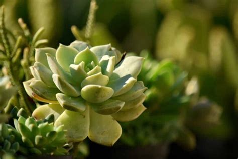 What Is Etiolation And How To Prevent It Global Gardening Secrets