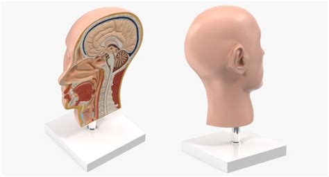 3d Section Human Head Anatomy Turbosquid 1241365