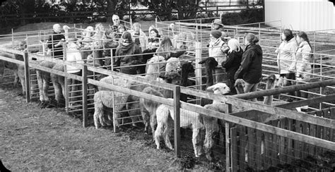Llama And Alpaca Behavior RMLA Rocky Mountain Llama And Alpaca Association