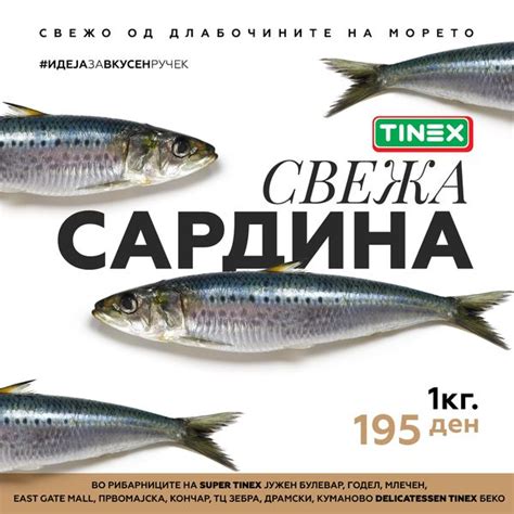 Акција! Кило свежа сардина по одлична цена во Тинекс - Cenometar