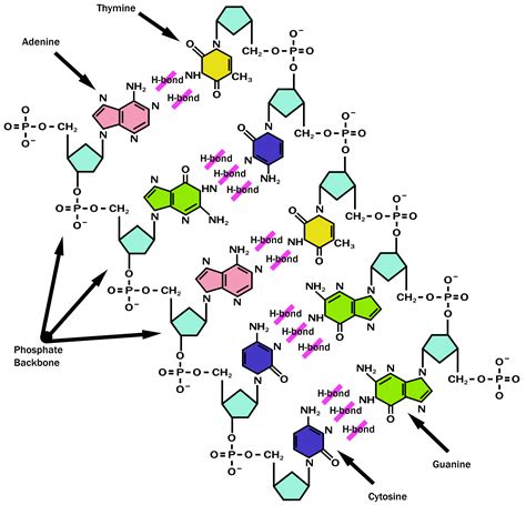 Dna Vs Rna — Differences And Similarities Expii