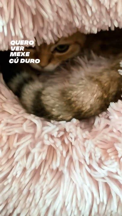 I Am Sorry Sound Is Not Working Go To Tiktok And Search Marcusstefanik