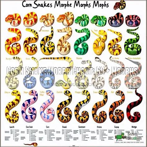 Corn Snake Morph Chart 60 Morphs