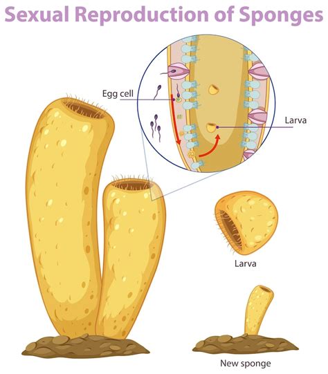 Rod Shaped Bacteria Diagram Rod Shaped Bacteria An Overview Of Common