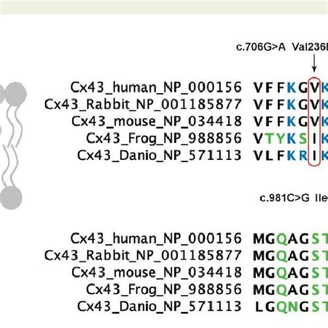 Identification Of Three Novel Gja1 Missense Variants Left Schematic